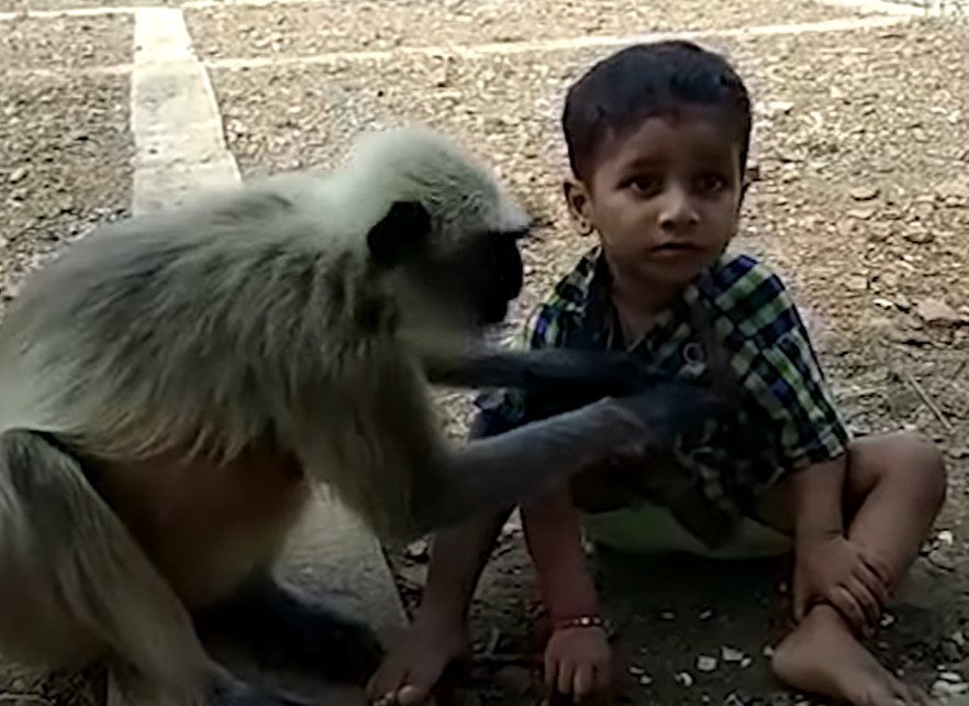 Cute toddler befriends a troupe of monkeys
