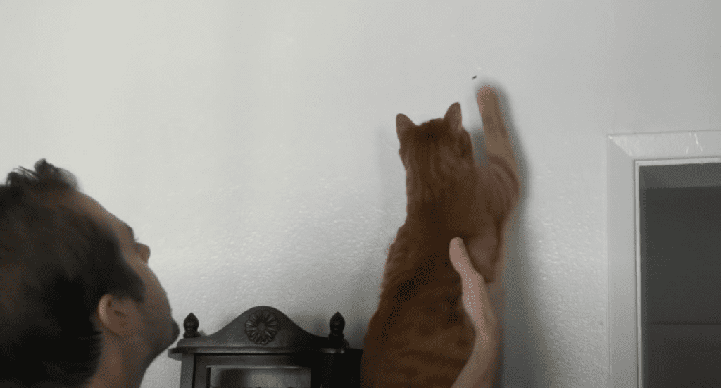 Man shows what it’s truly like to live with cats in hilarious video