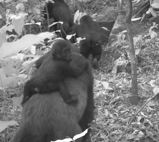 Rare ape species give birth to new babies and there is new hope for its ...