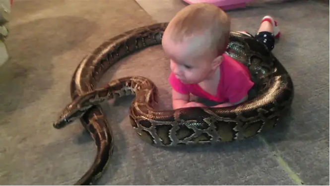 Dad lets his toddler daughter play with pet python and then defends ...