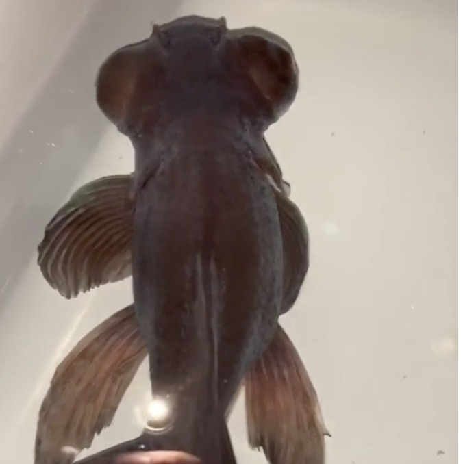 Dying goldfish starts to change color when it's nursed back to life