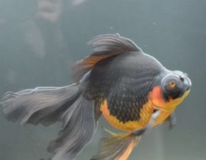 Dying goldfish starts to change color when it's nursed back to life
