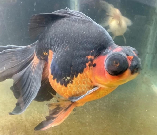 Dying goldfish starts to change color when it's nursed back to life