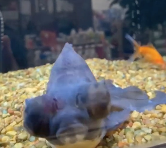 Dying goldfish starts to change color when it's nursed back to life