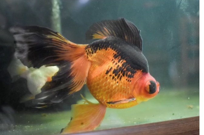 Dying goldfish starts to change color when it's nursed back to life