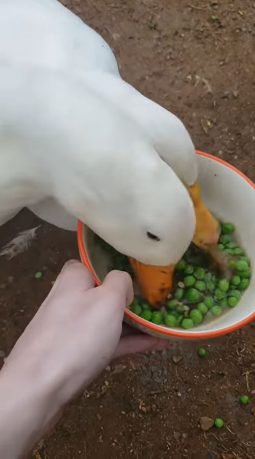 Ducks win ‘eating contest’ in seconds