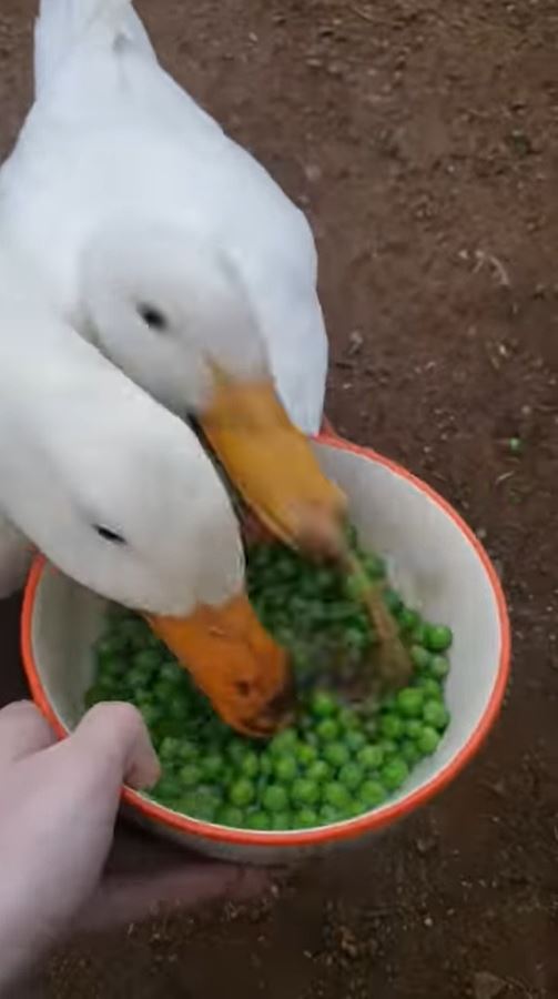 Ducks win ‘eating contest’ in seconds