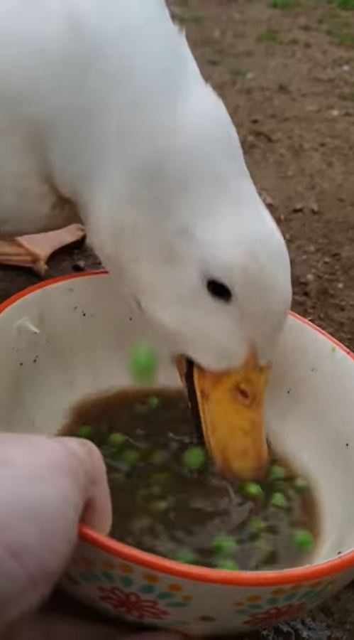 Ducks win ‘eating contest’ in seconds