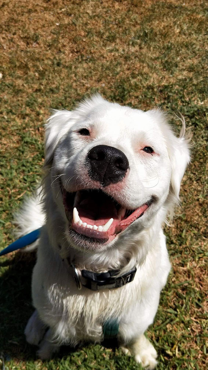 Blind and deaf dog loves taking care of other animals in need