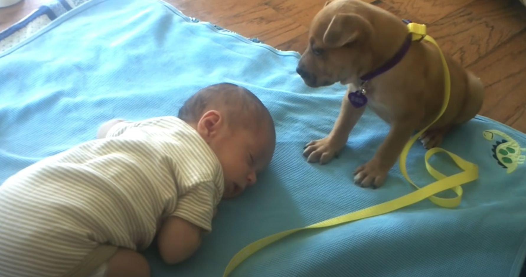 Nervous abandoned puppy finds comfort in baby and finally rests