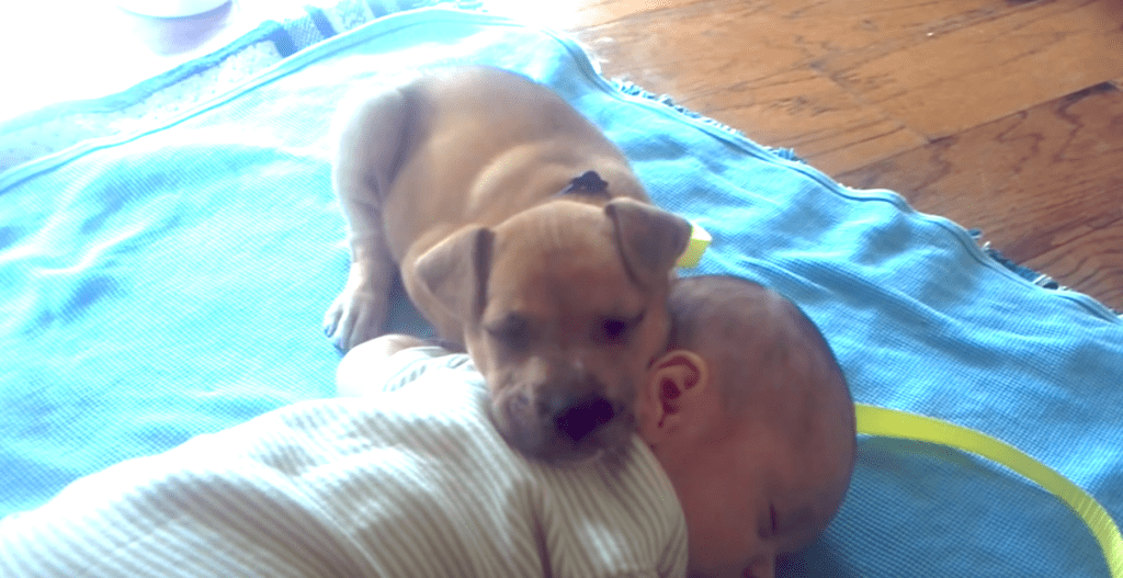 Nervous abandoned puppy finds comfort in baby and finally rests