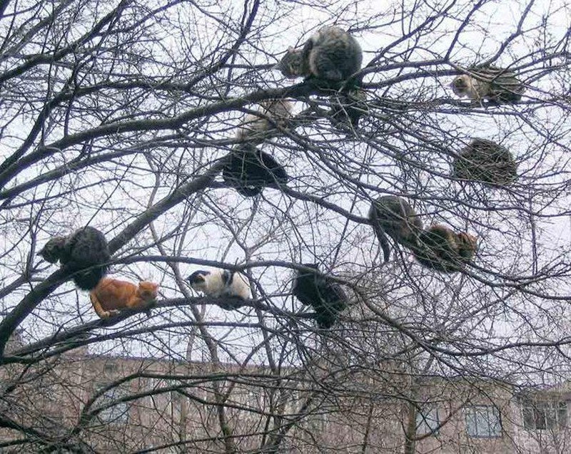 10 cats sleeping in trees that prove they have the ultimate balance
