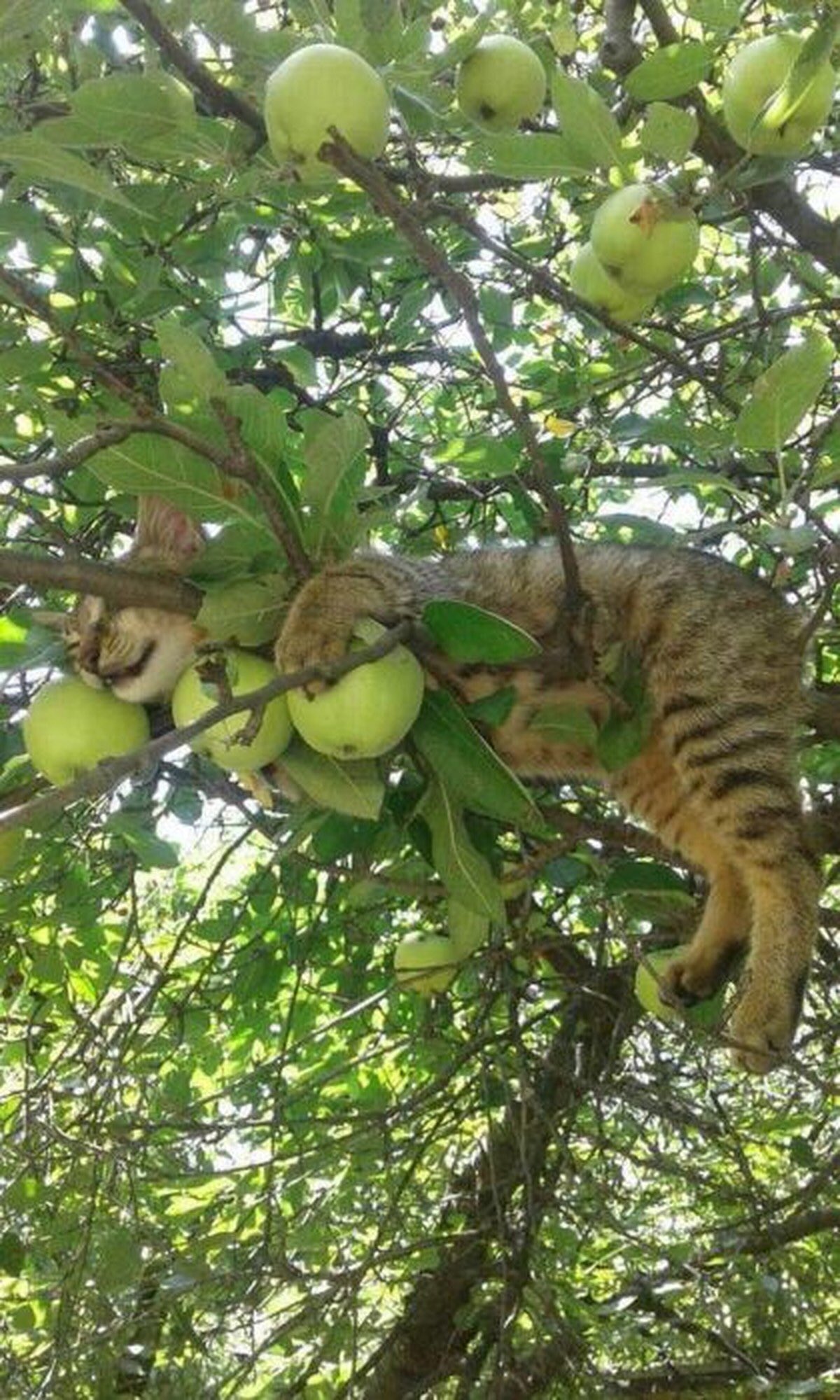 10 cats sleeping in trees that prove they have the ultimate balance