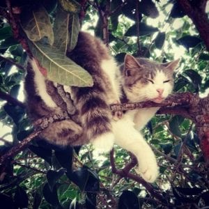 10 cats sleeping in trees that prove they have the ultimate balance