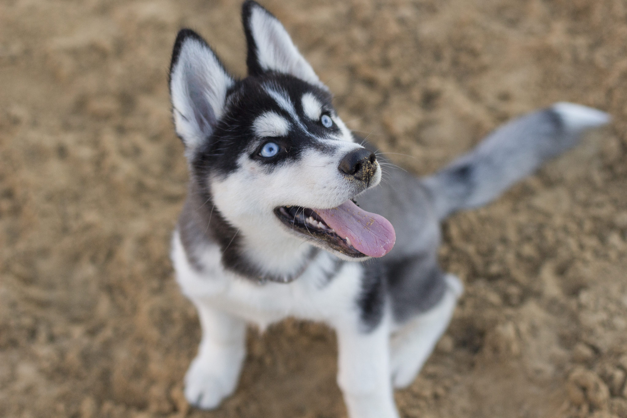 Owner pranks Husky with fake ‘bowl of chicken’ and his reaction is ...