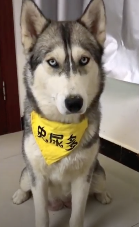 Owner pranks Husky with fake ‘bowl of chicken’ and his reaction is ...