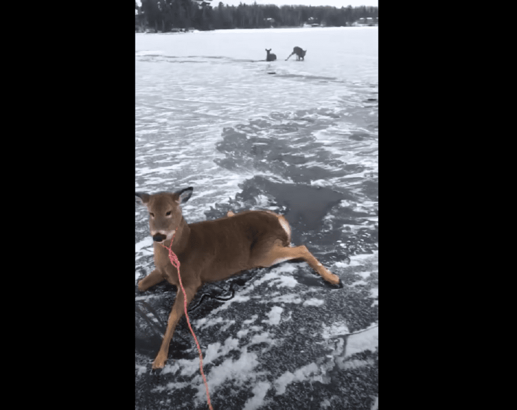 Skater saves a group of deer stranded on a frozen lake