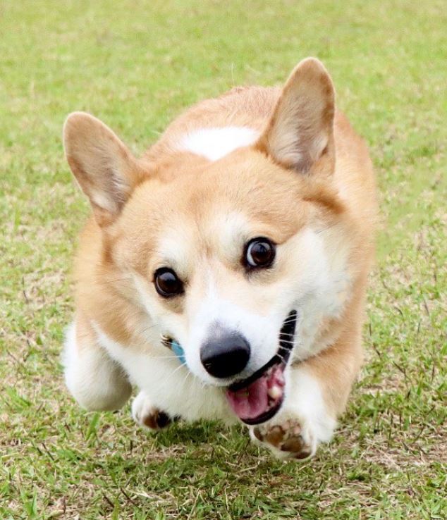 Corgi goes viral for his many hysterical facial expressions that dogs ...