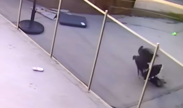 Teen goes wild when hawk tries to fly off carrying Yorkie puppy