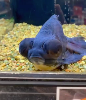 Pet store nurses dying goldfish back to health after neglectful owner ...
