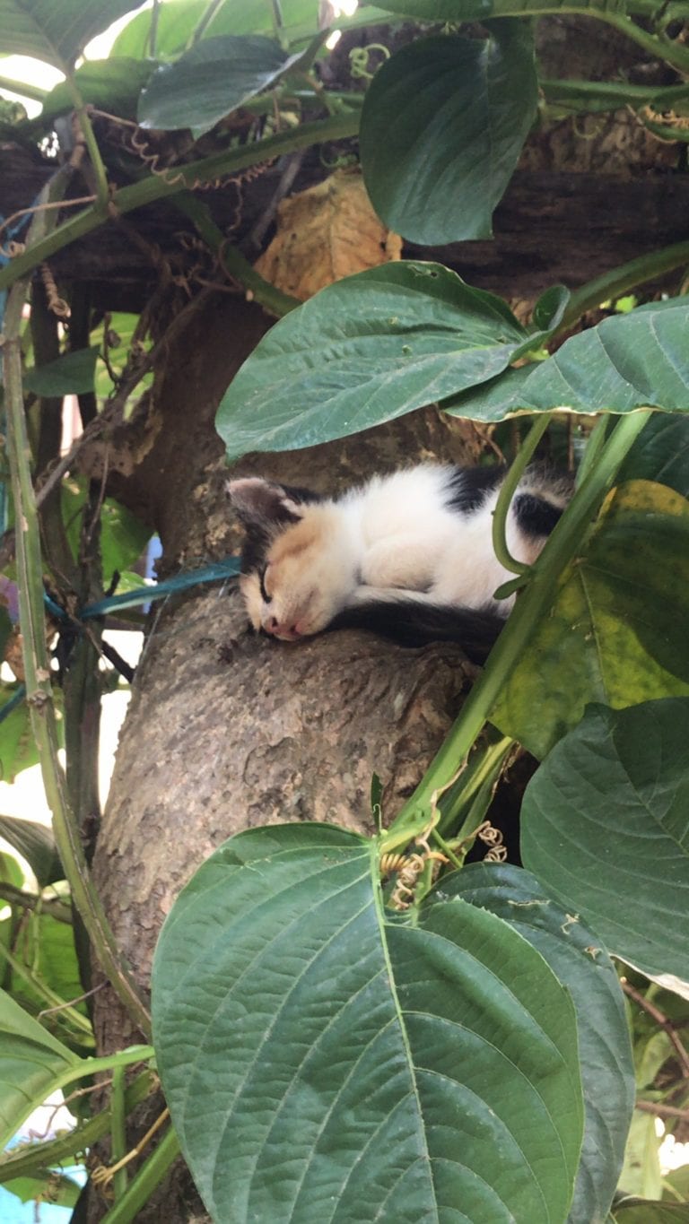 Cats demonstrate their tree-sleeping skills in 45 amazing photos