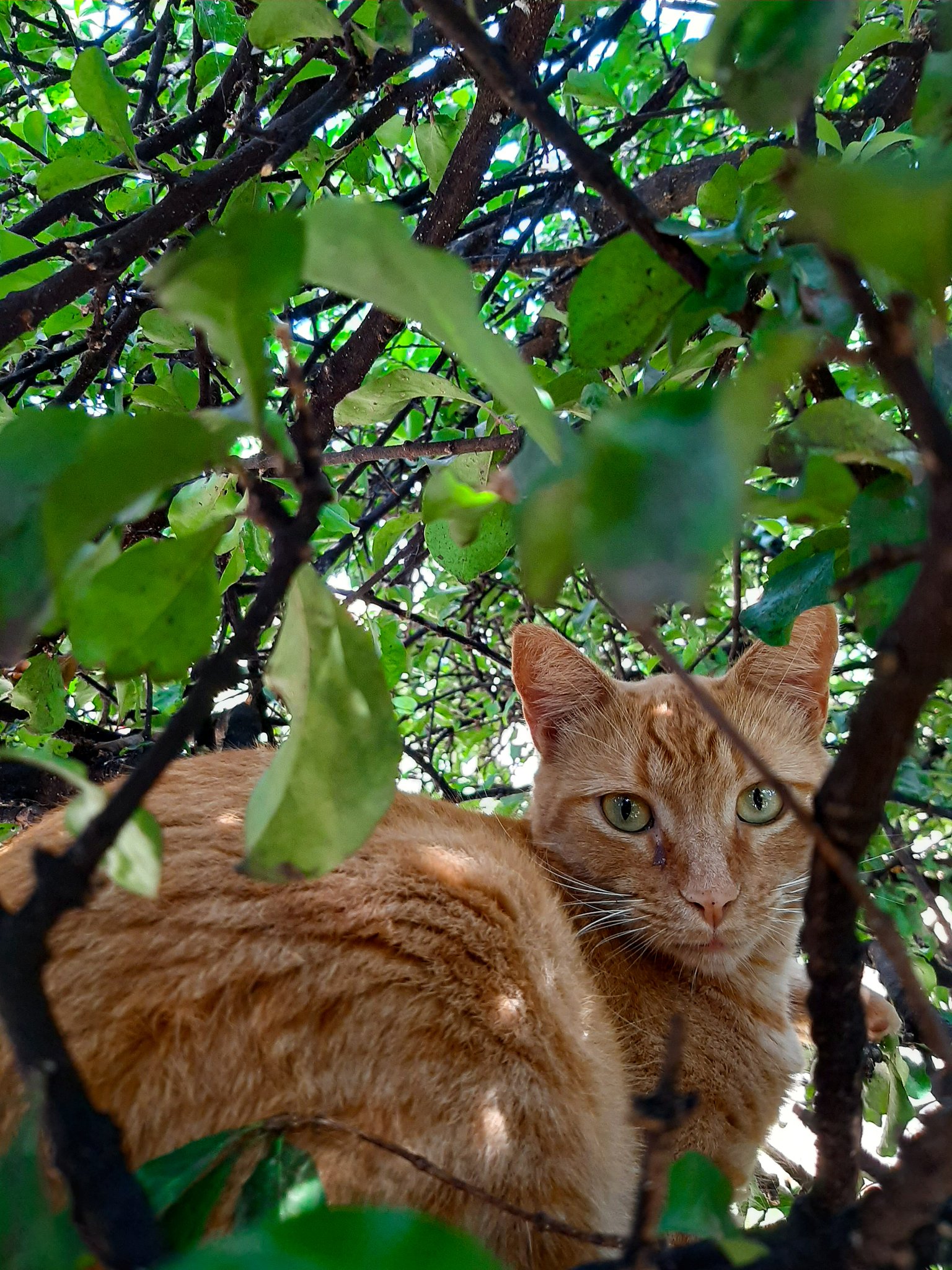 Cats demonstrate their tree-sleeping skills in 45 amazing photos