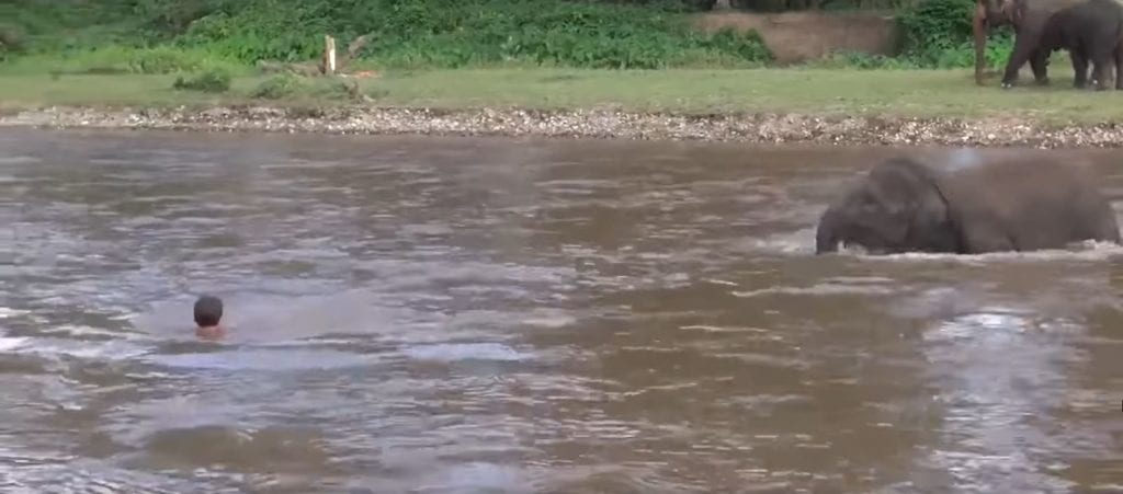 Baby elephant rushes to save man he thought was drowning