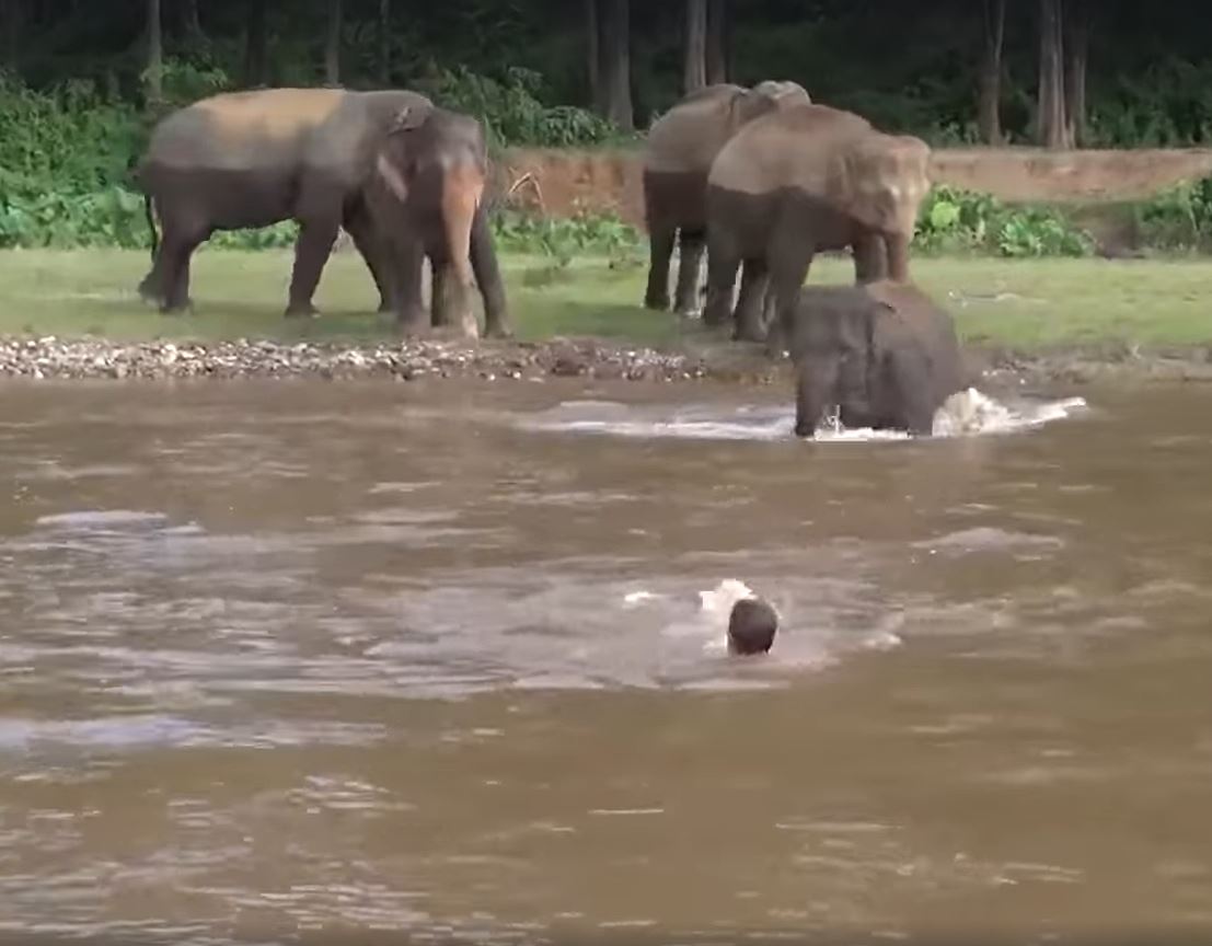 Baby elephant rushes to save man he thought was drowning