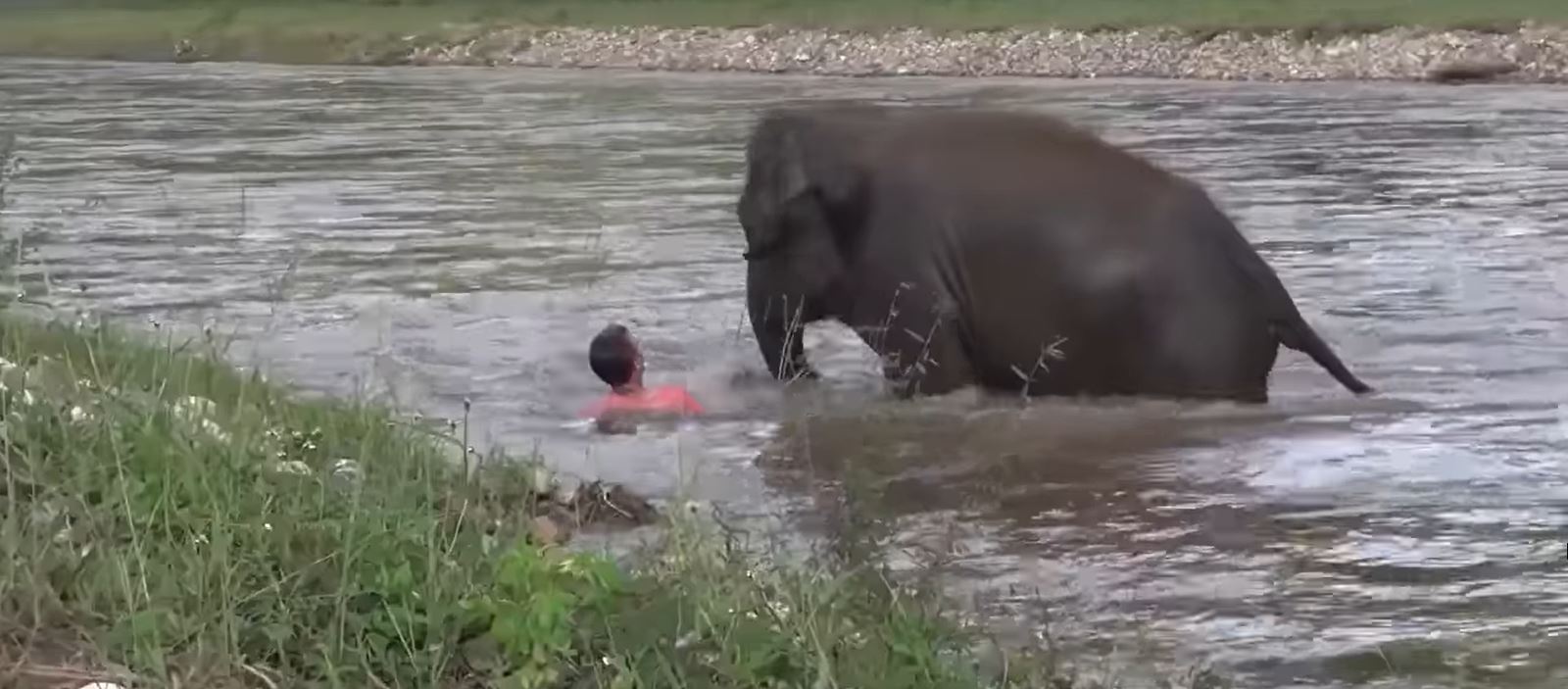 Baby elephant rushes to save man he thought was drowning
