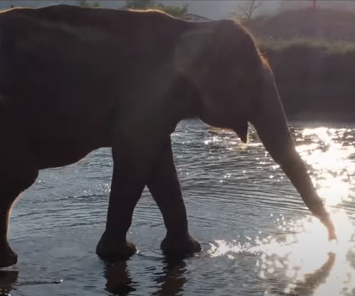 73-Year-Old Elephant Cries When Finally Rescued