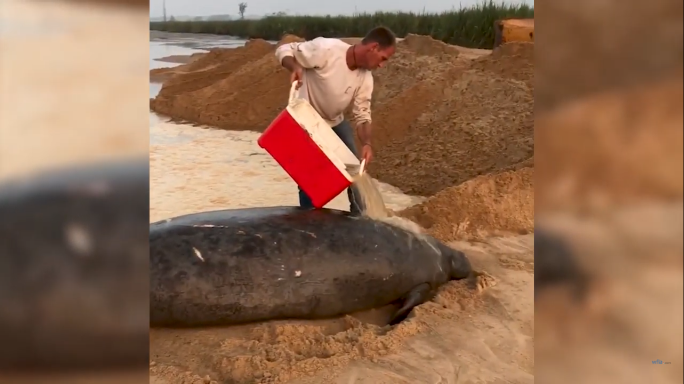 Construction workers have to get creative to save stranded manatee