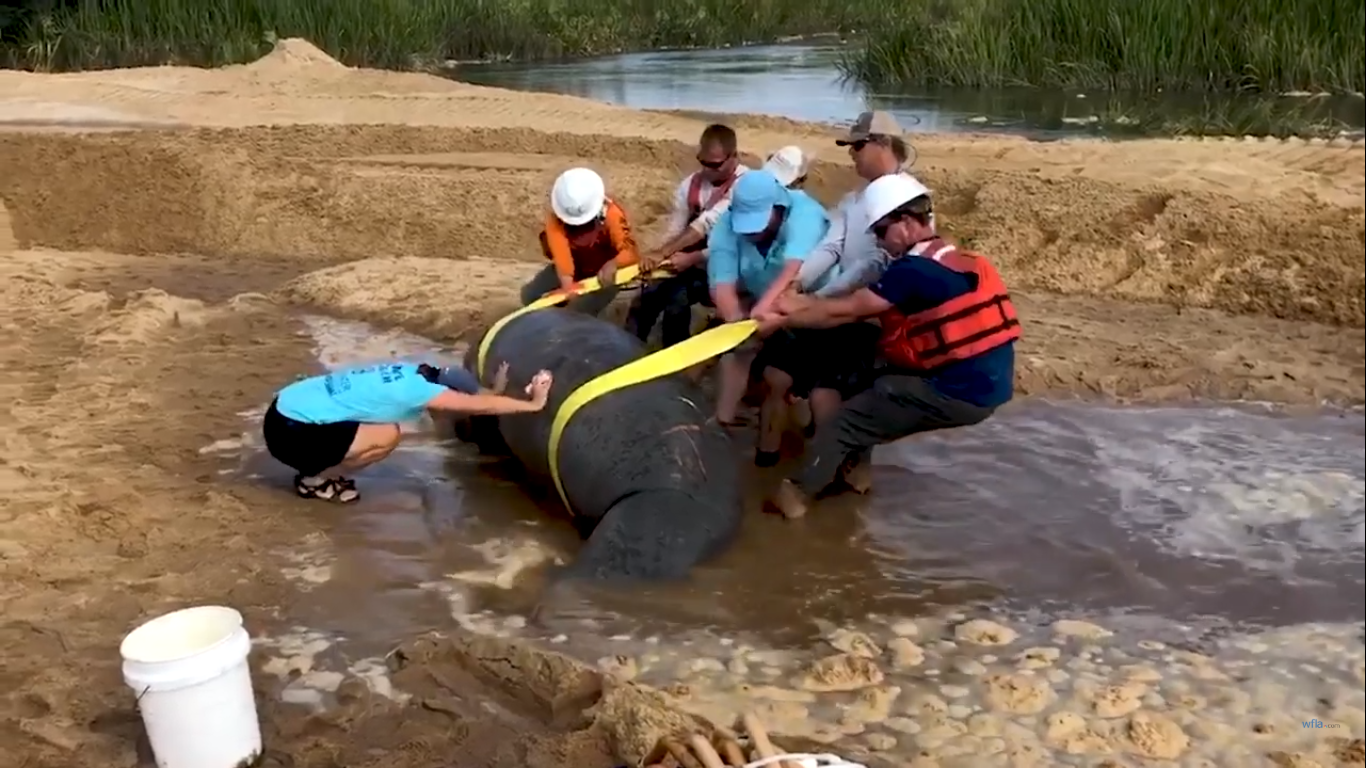 Construction workers have to get creative to save stranded manatee
