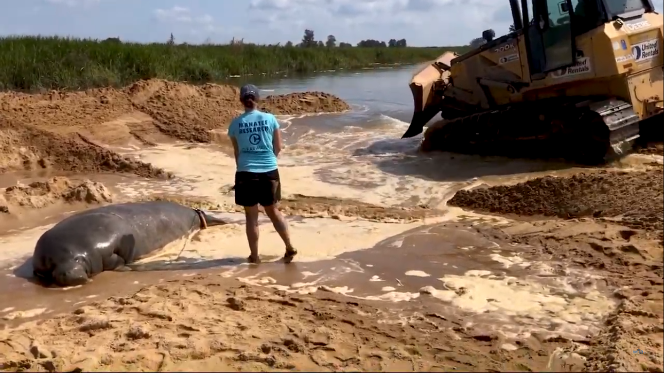 Construction workers have to get creative to save stranded manatee