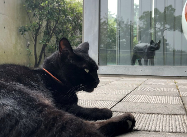 Cat unsuccessful at sneaking past Japanese security guard for years ...