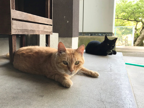 Cat unsuccessful at sneaking past Japanese security guard for years ...
