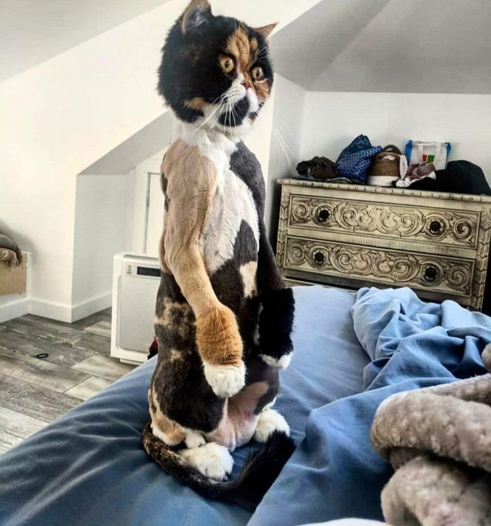 65 cats that might be broken and need to be rebooted