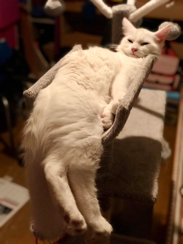 65 cats that might be broken and need to be rebooted