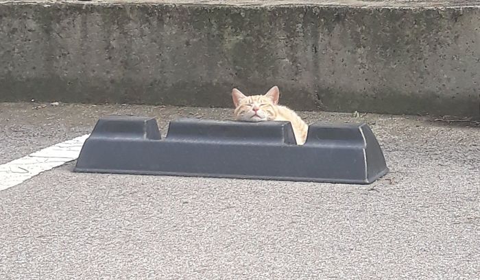 10 adorable photos of cats using parking bumpers as pillows
