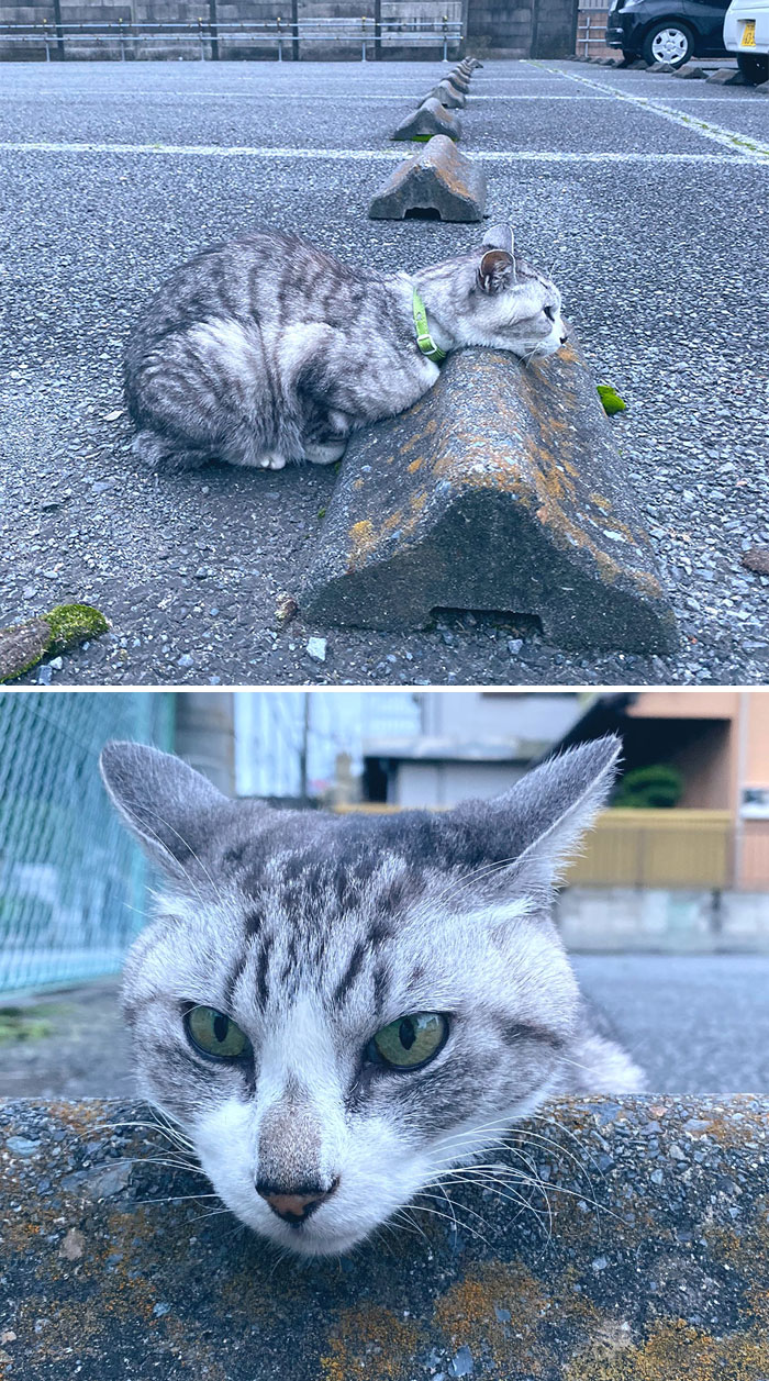 10 adorable photos of cats using parking bumpers as pillows