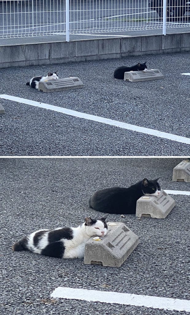 10 adorable photos of cats using parking bumpers as pillows