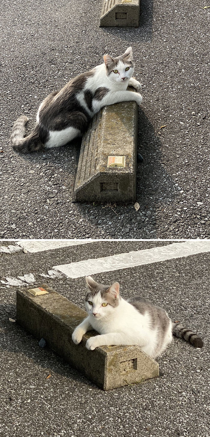 10 adorable photos of cats using parking bumpers as pillows