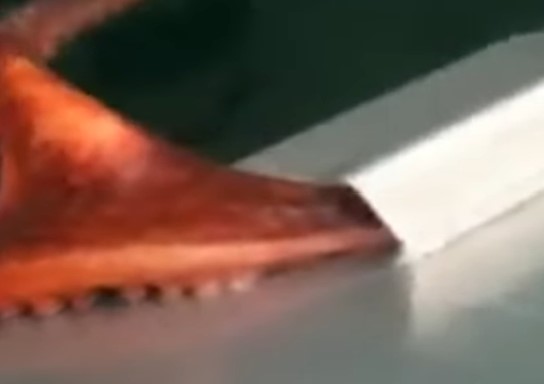 Huge octopus fits through a quarter-sized hole in a boat