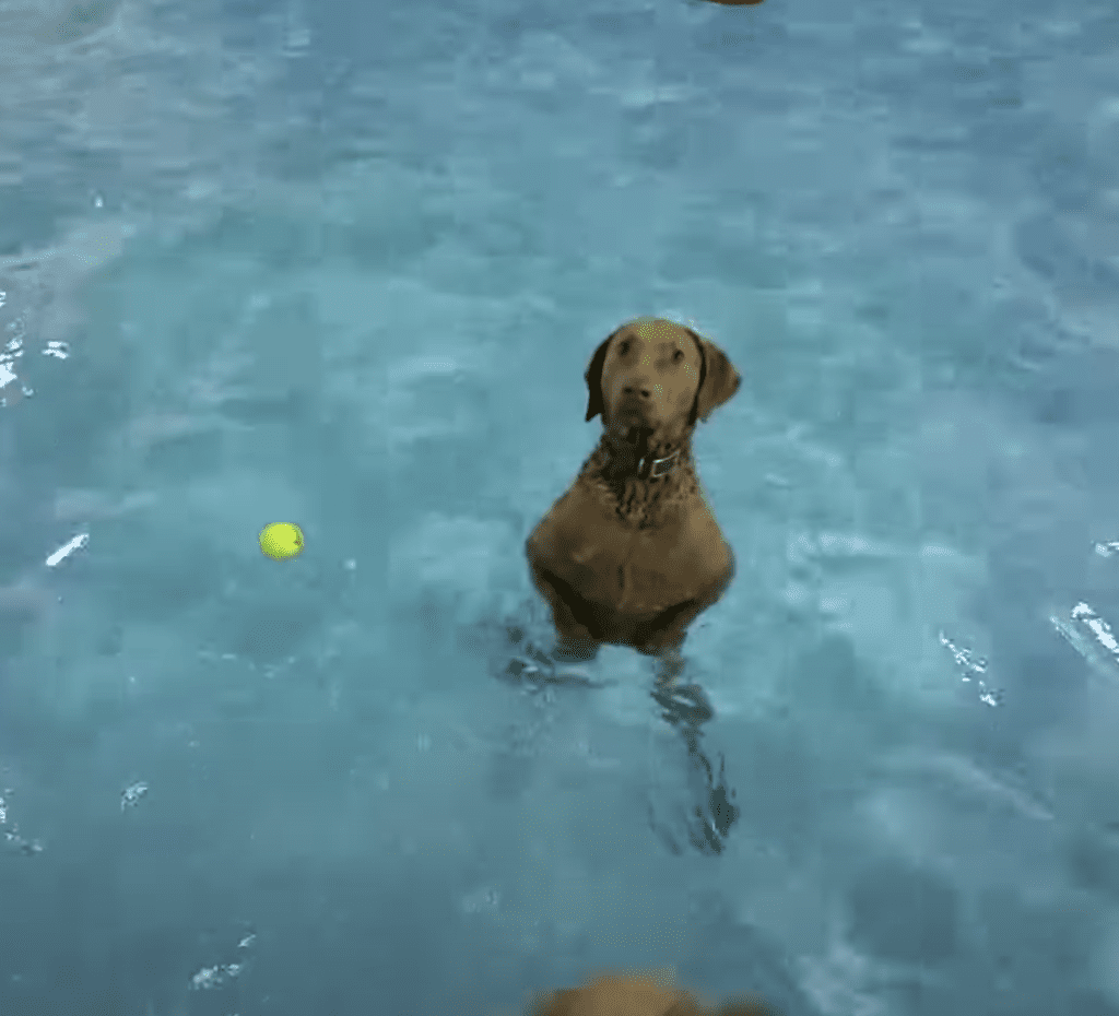 Funny Dog Has No Interest In Swimming In Pool