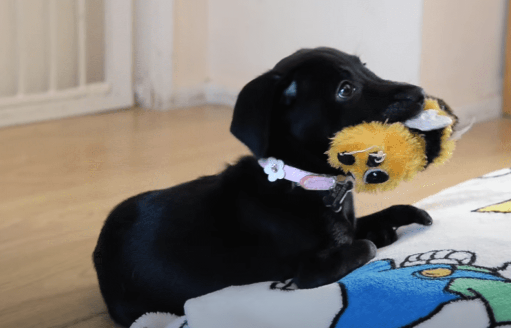 Six-legged dog is adopted by bullied teen