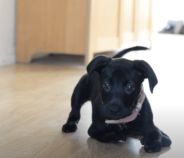 Six-legged dog is adopted by bullied teen