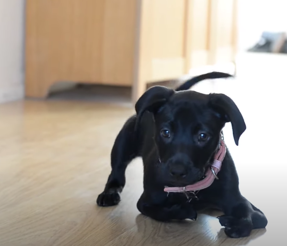 Six-legged dog is adopted by bullied teen