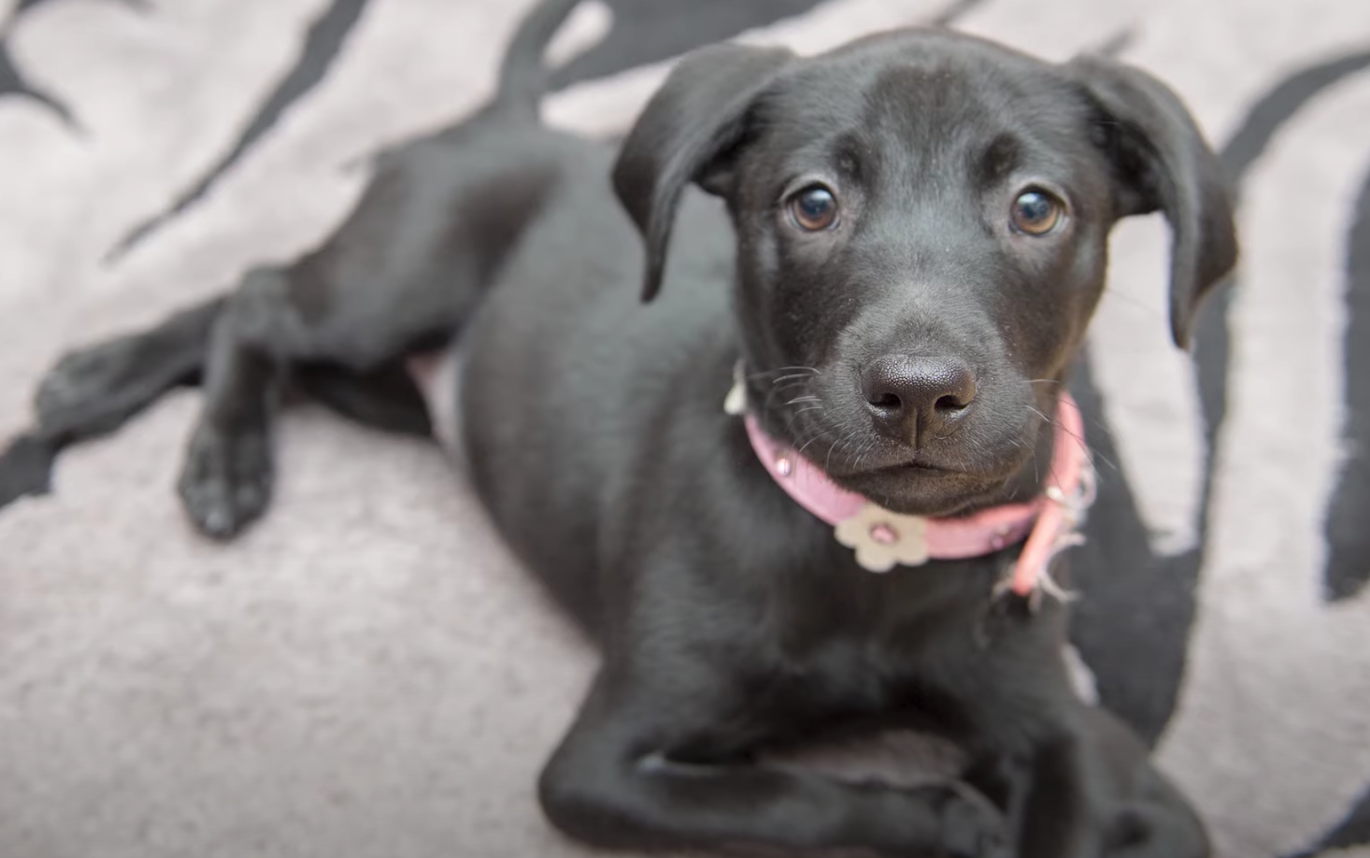 Six-legged dog is adopted by bullied teen