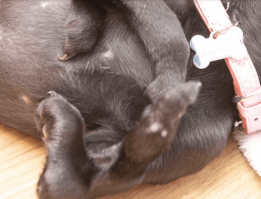 Six-legged dog is adopted by bullied teen