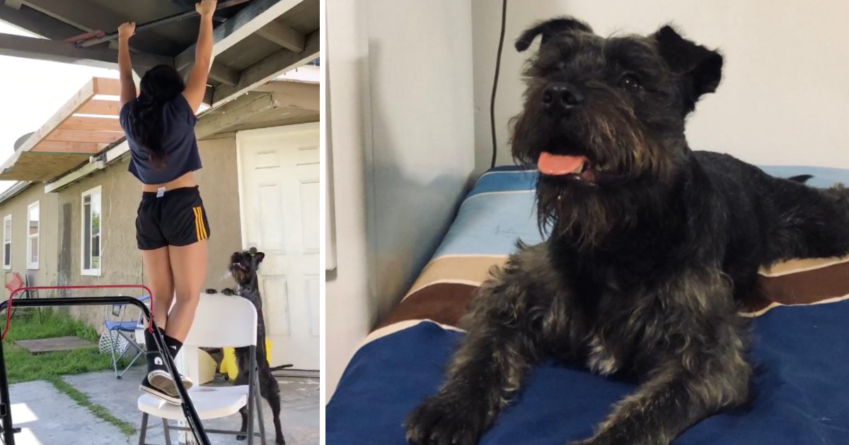 Dog sees mom doing pull-ups and decides to ‘save’ her