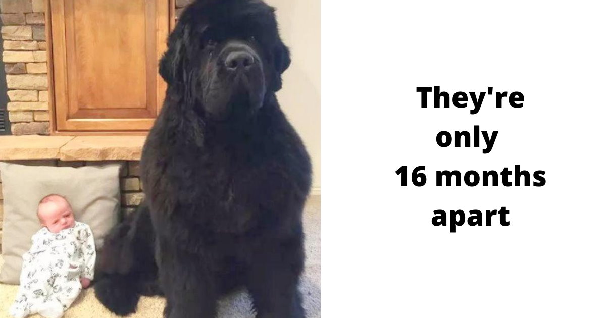 55 Pics Showing The Enormous Size Of Newfoundland Dogs